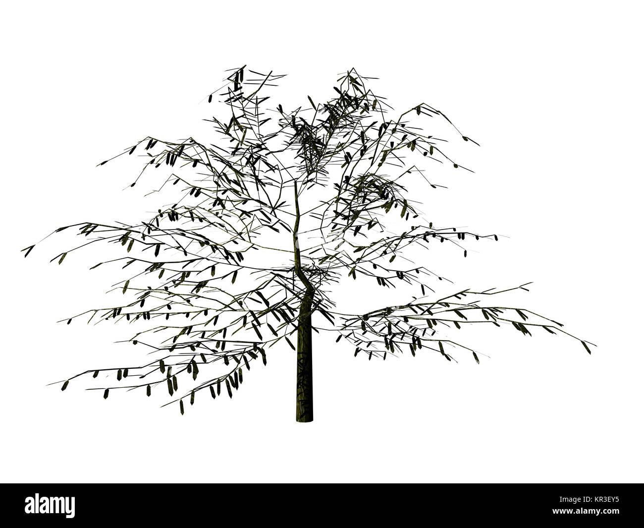 Deciduous trees released hi-res stock photography and images - Alamy