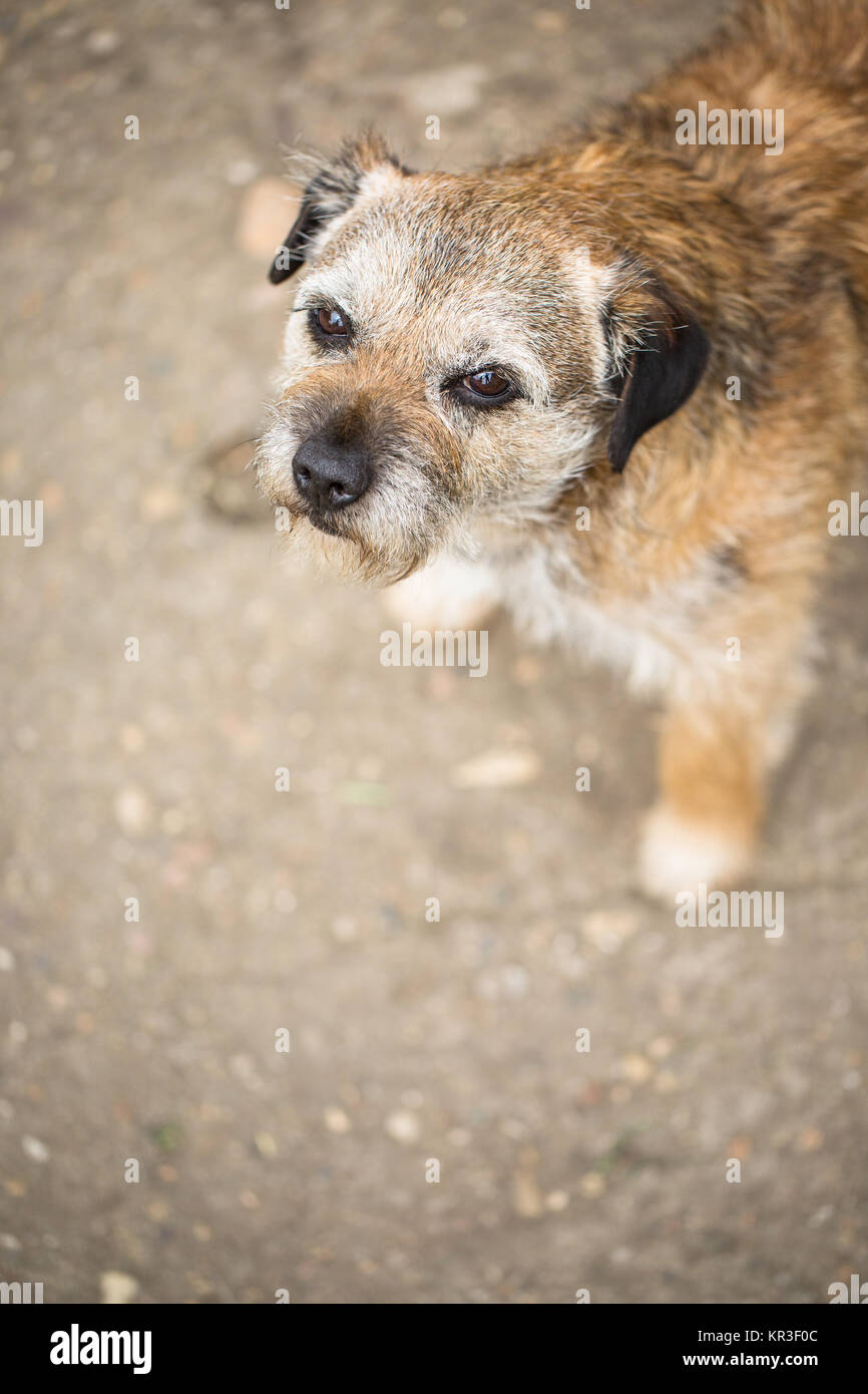 Cute small dog runs hi-res stock photography and images - Alamy