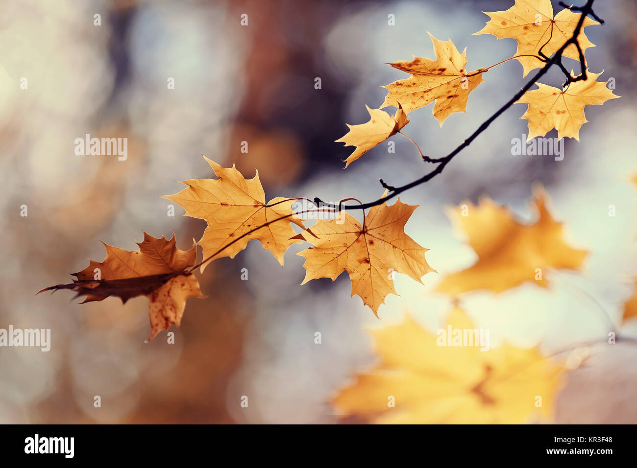 Branch of maple tree with autumn leaves Stock Photo - Alamy