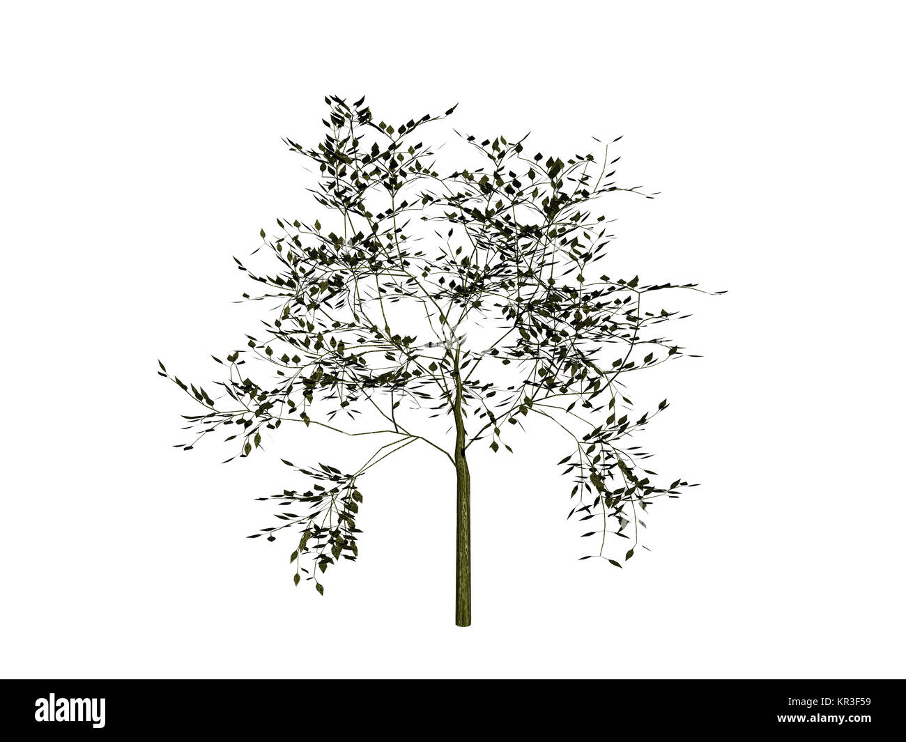 deciduous trees released Stock Photo - Alamy