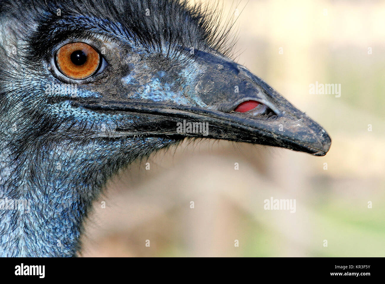 Cursorial birds hi-res stock photography and images - Alamy