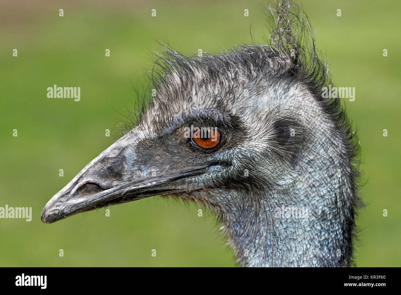 Emu beaks hi-res stock photography and images - Alamy