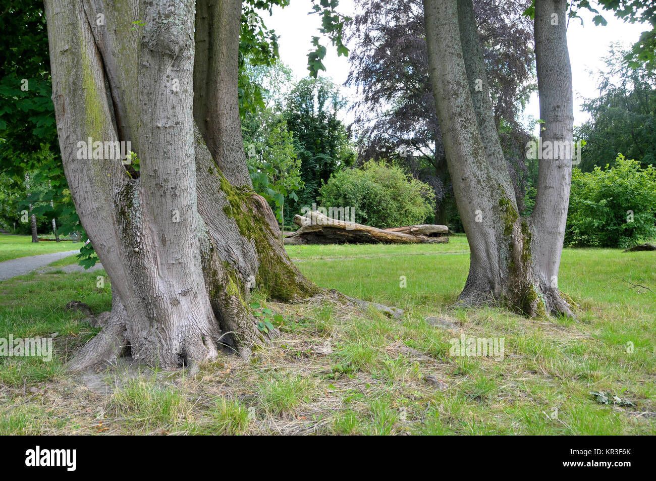 trees in a park in gehrden Stock Photo - Alamy