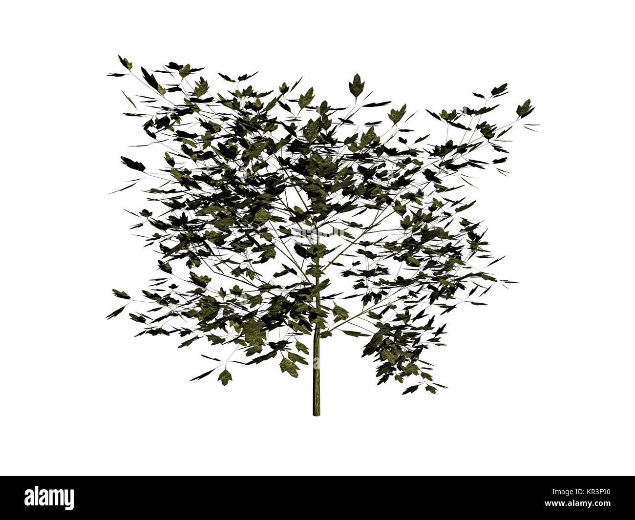 deciduous trees released Stock Photo - Alamy