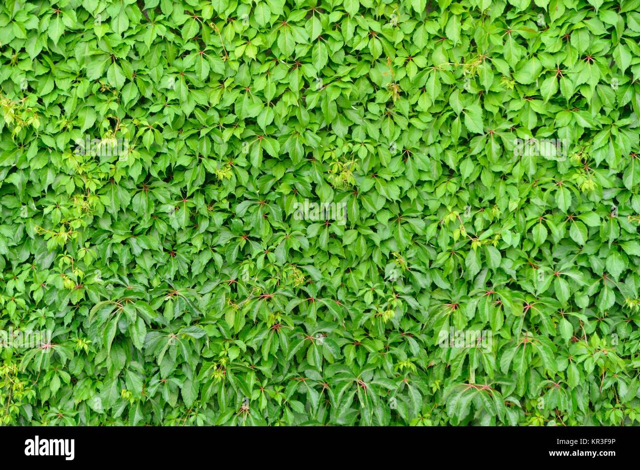 Wall of leaves Stock Photo - Alamy