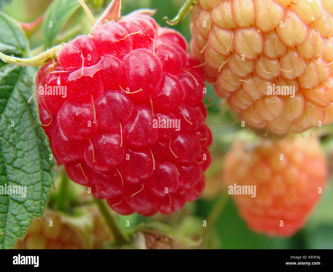 Â raspberry (rubus idaeus),autumn raspberry Stock Photo - Alamy