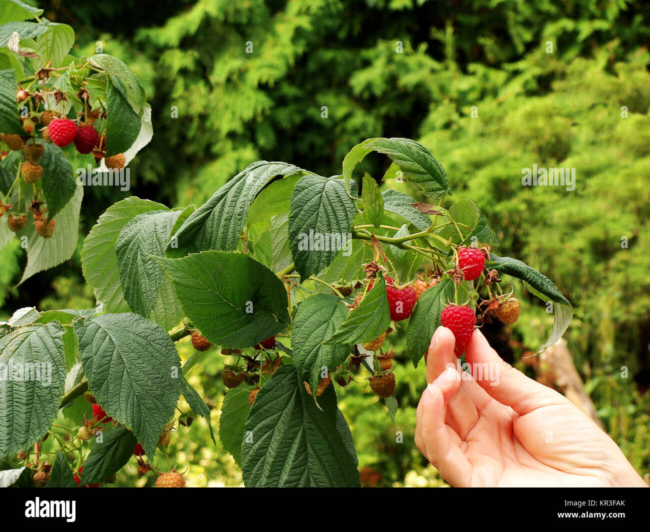 Â raspberry (rubus idaeus),autumn raspberry Stock Photo - Alamy