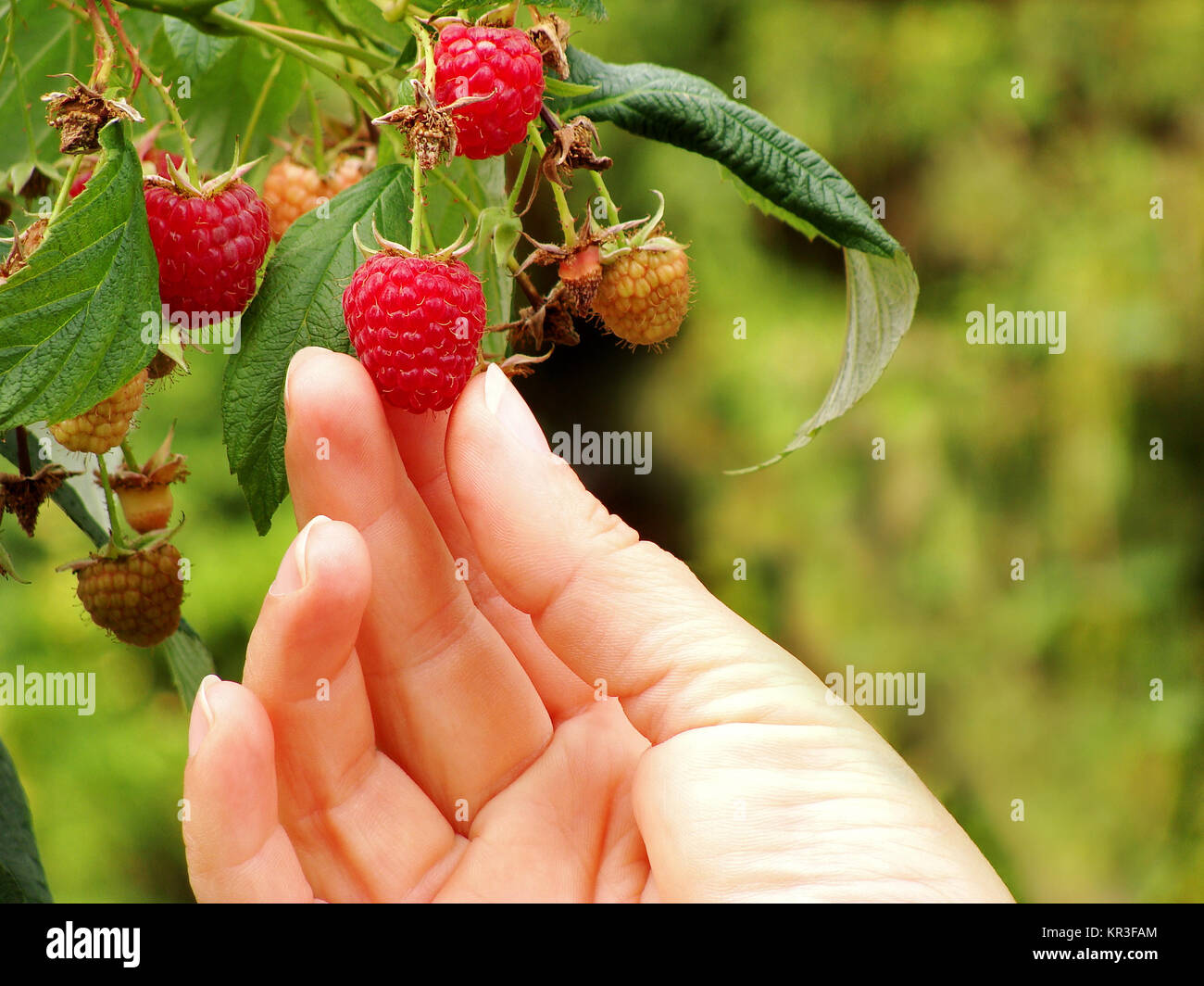 Raspberry autumn bliss bush hi-res stock photography and images - Alamy