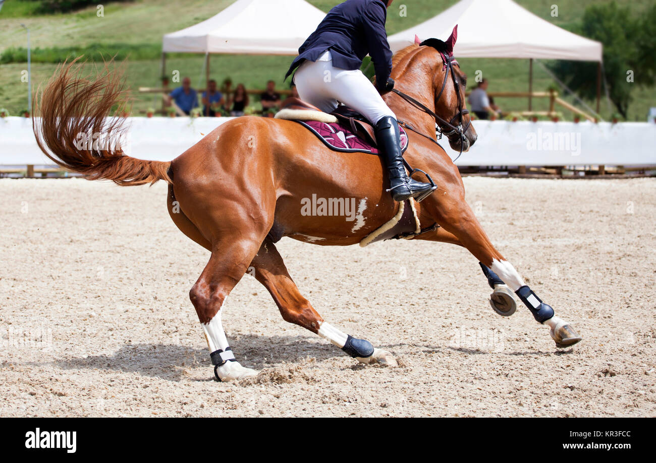 Horseman on its steed at equestrian show Stock Photo - Alamy