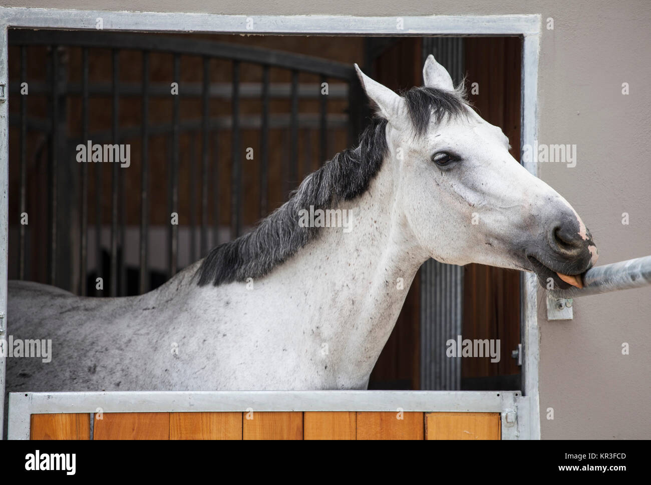 Horse stable racing hi-res stock photography and images - Alamy