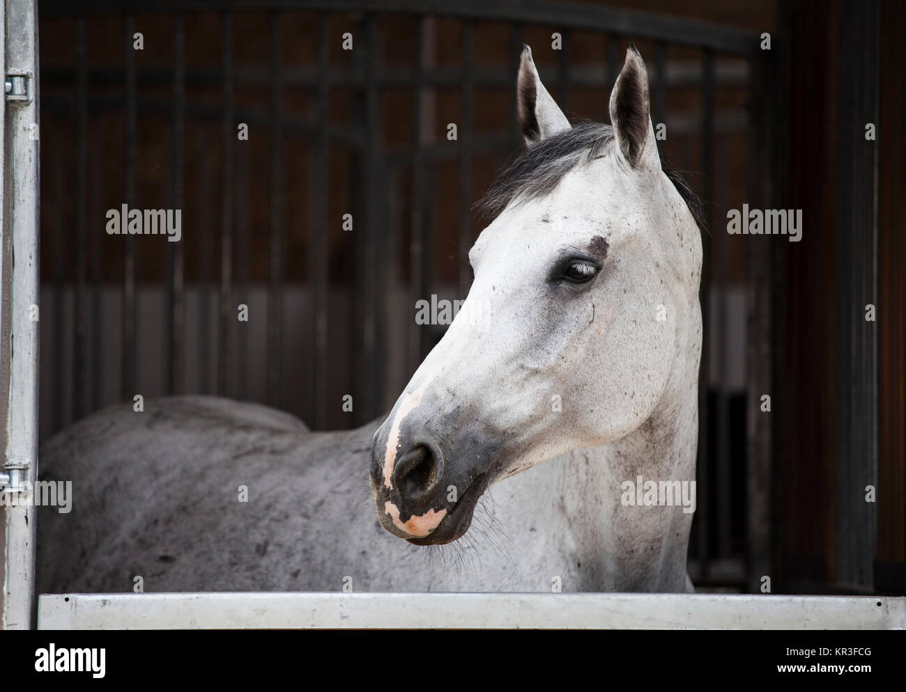Horse stable racing hi-res stock photography and images - Alamy