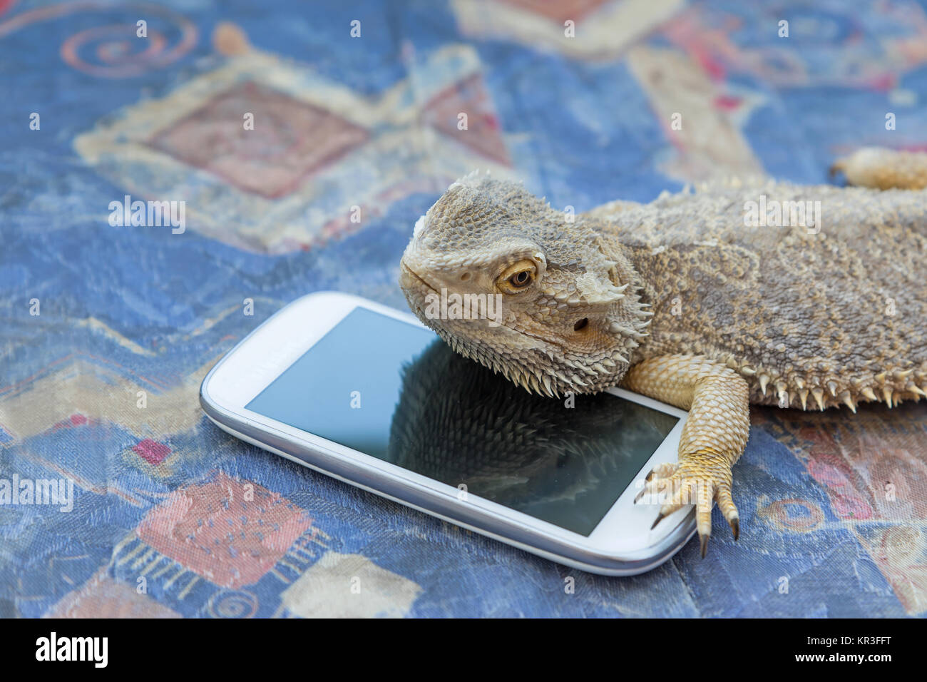 Smart lizard hi-res stock photography and images - Alamy
