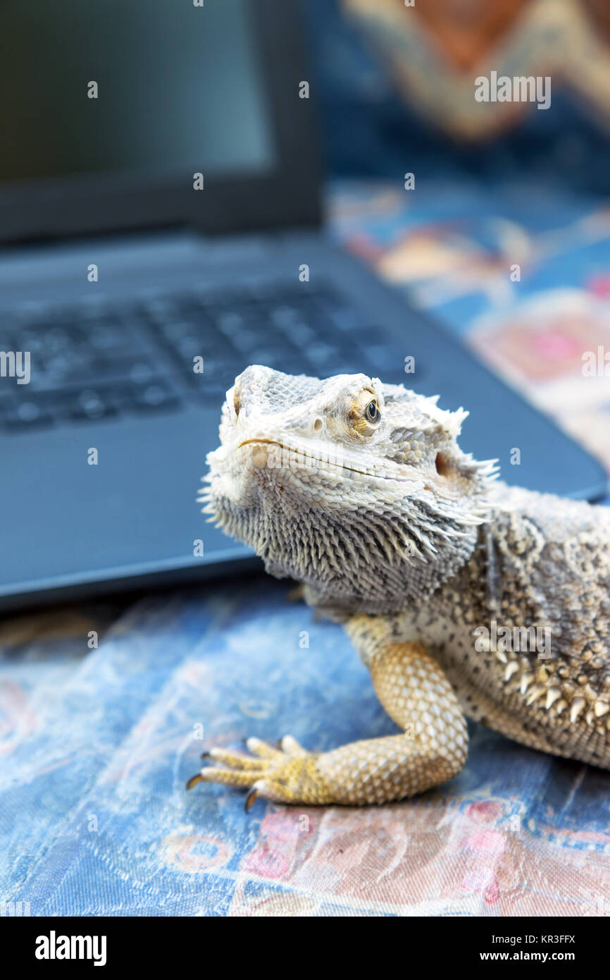 Agama lizard with laptop. Vertically Stock Photo - Alamy