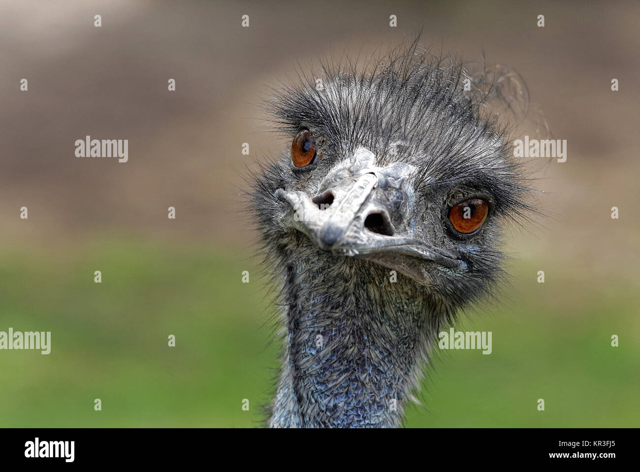Emu beaks hi-res stock photography and images - Alamy