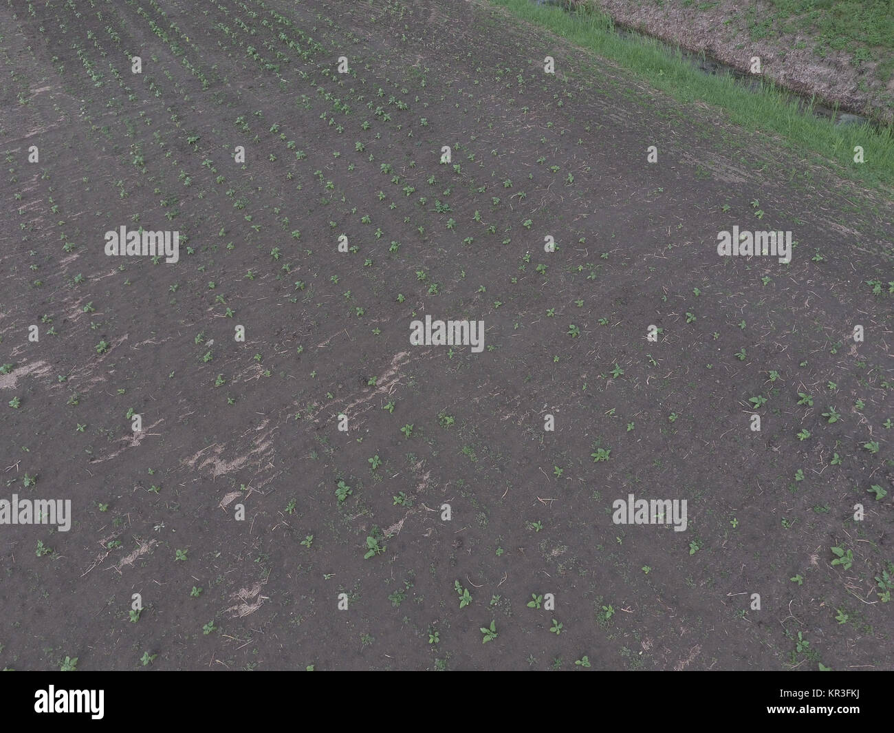 Top view of a field of sunflower seedlings Stock Photo - Alamy