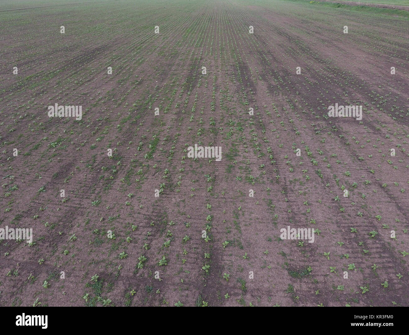 Top view of a field of sunflower seedlings Stock Photo - Alamy