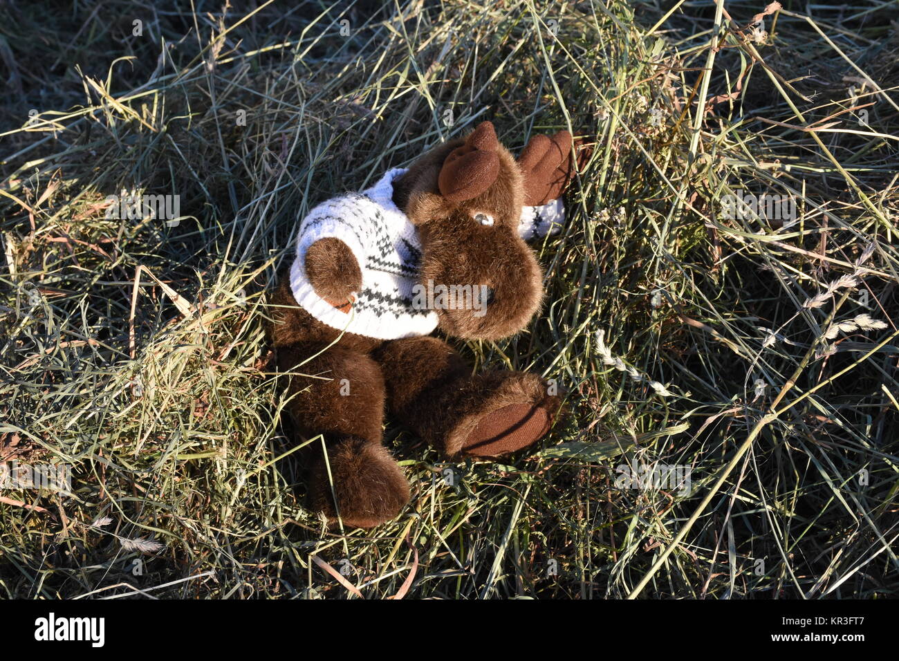 moose in the straw Stock Photo - Alamy