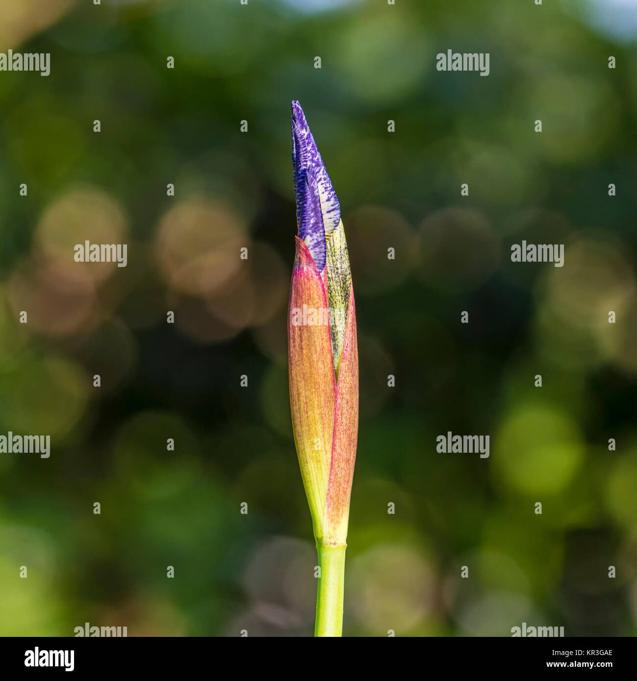 colorful iris flower in the garden in spring before blooming Stock ...