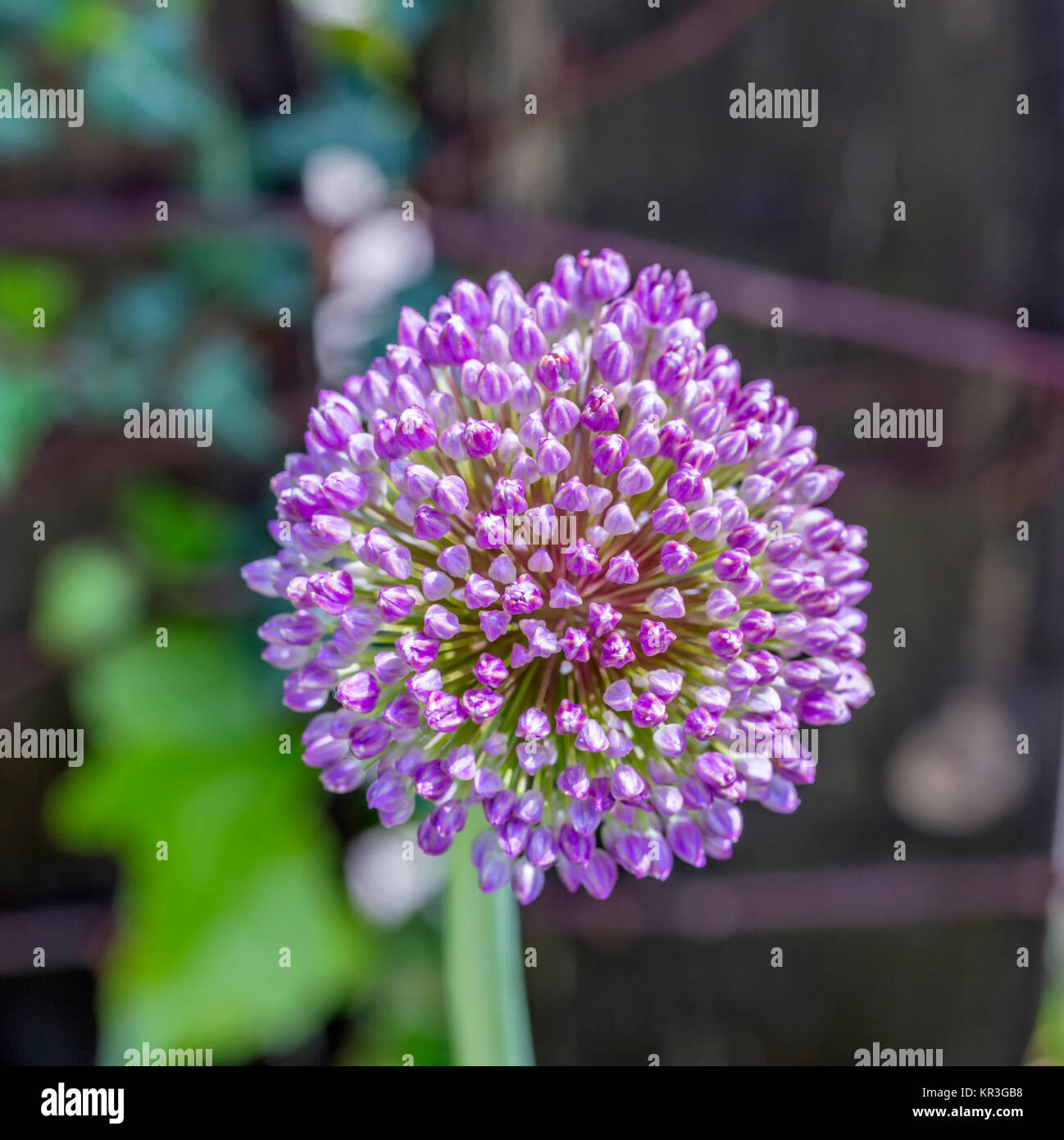 pink Allium sphaerocephalon. Allium Drumstick, also known as ... pink Allium sphaerocephalon. Allium Drumstick, also known as ...