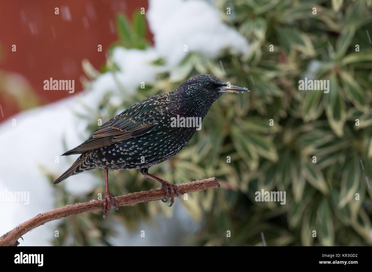 Mottled starling hi-res stock photography and images - Alamy