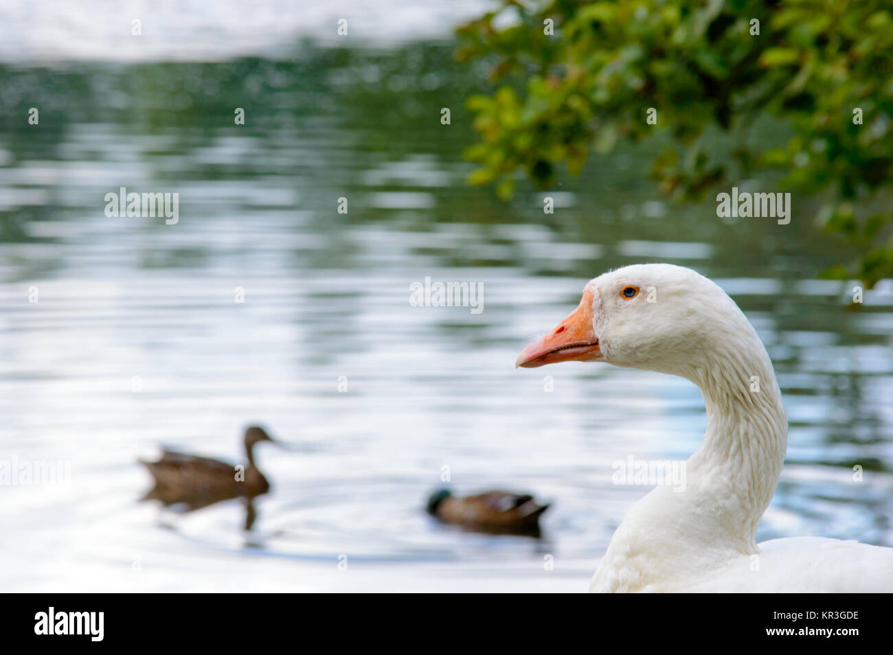 Profile of white feathered duck looking over Stock Photo - Alamy