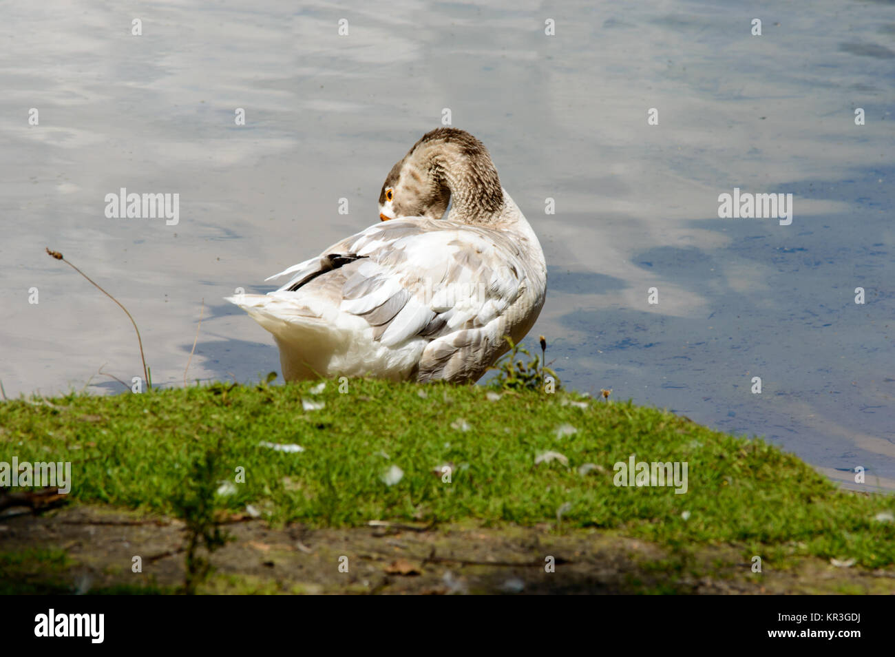 Beautiful white and gray goose preening himself Stock Photo - Alamy