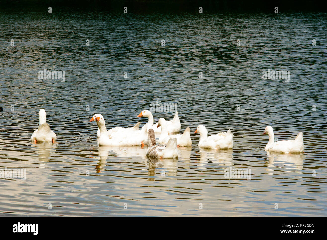 Flock white geese swimming in hi-res stock photography and images - Alamy