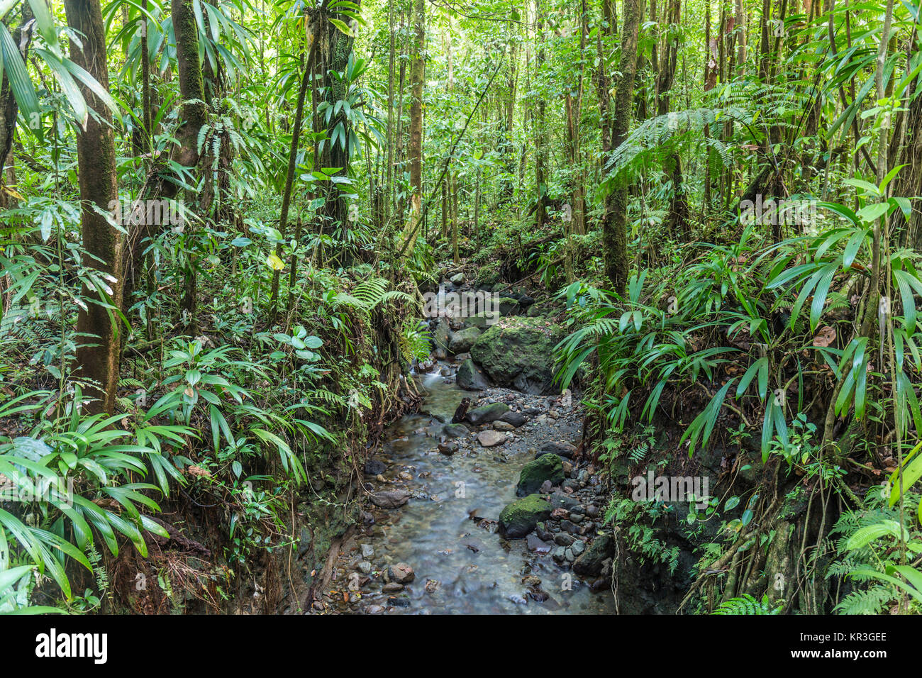 dense jungle with small creek in the national park in Dominica Stock ...
