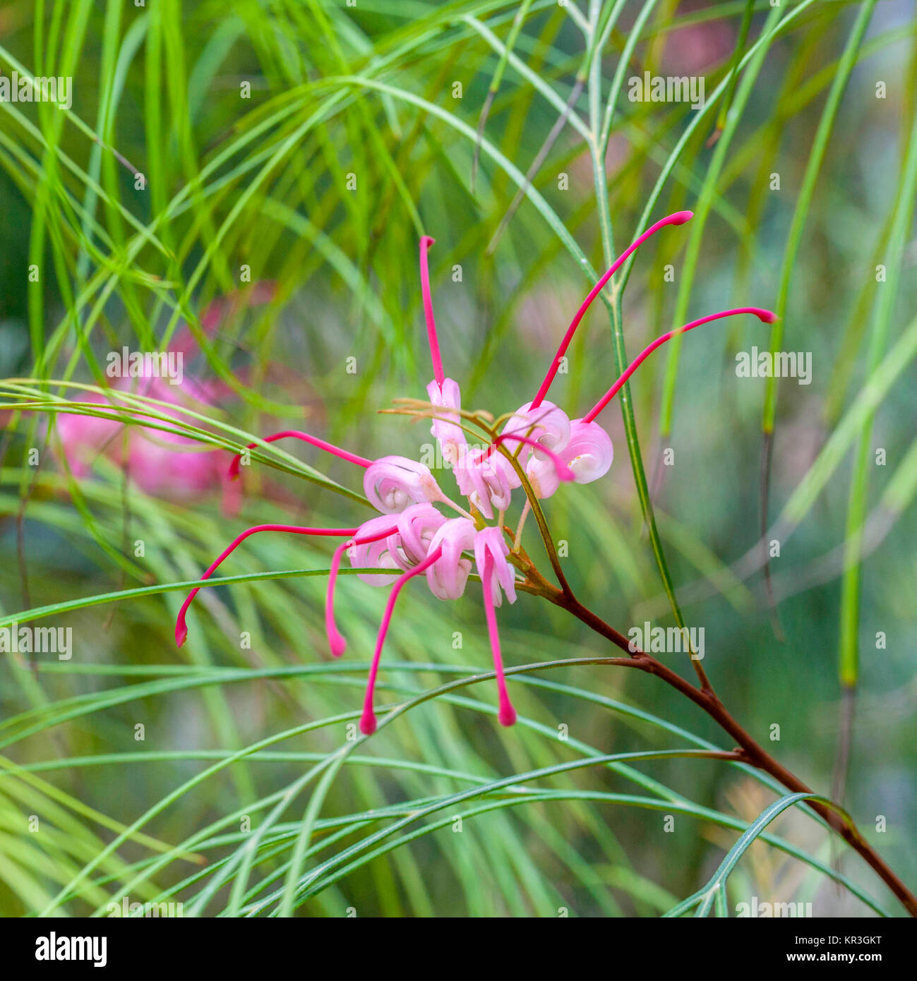 Sweet pink Cassia bakeriana tropical blooming spider flower Stock Photo ...