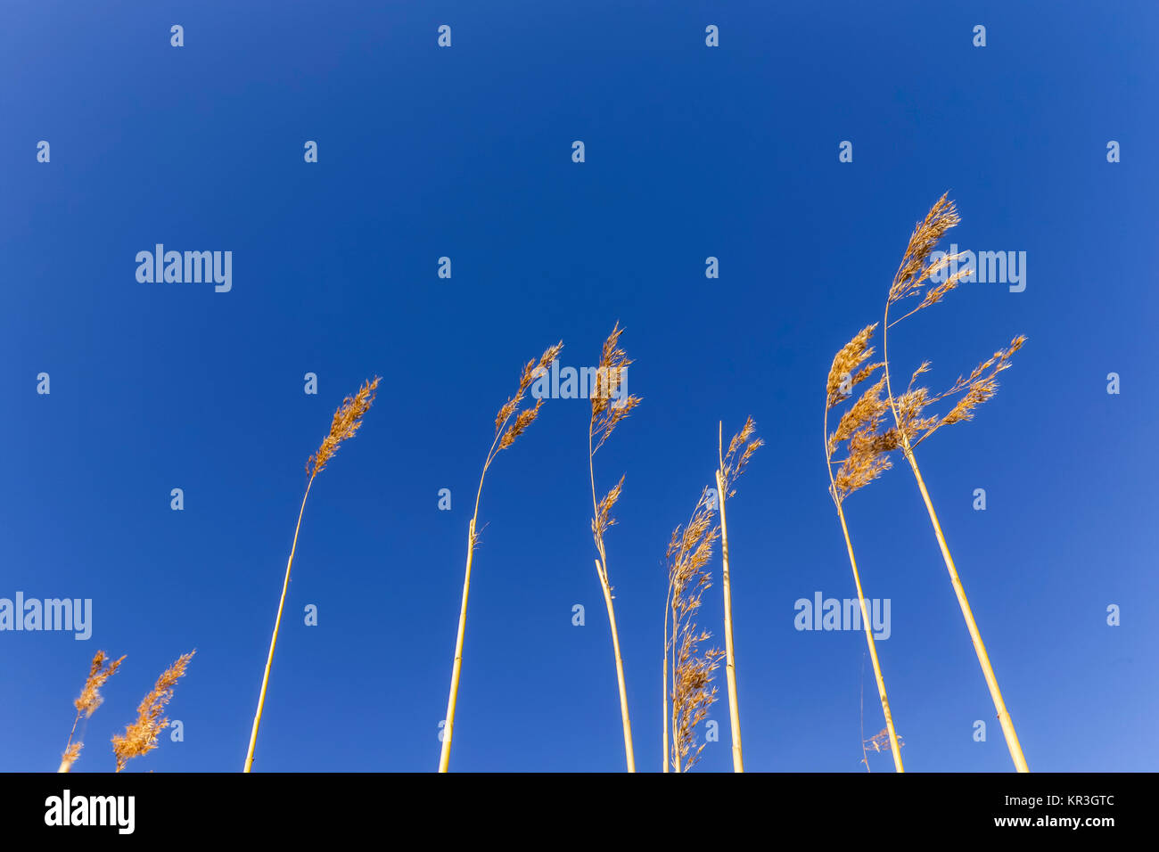reed grass in backwater under blue sky Stock Photo - Alamy