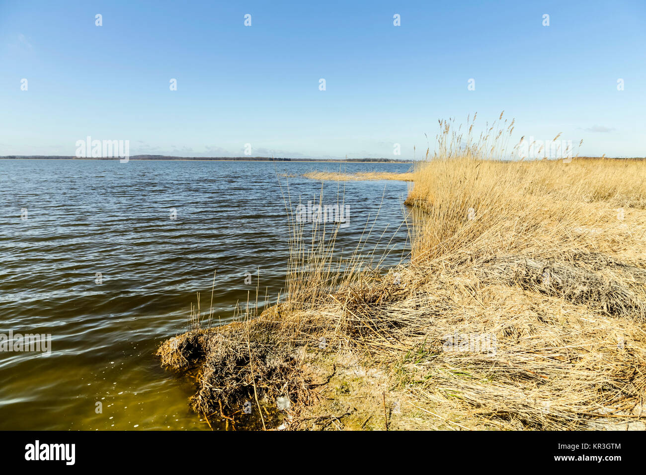 reed grass in backwater under blue sky Stock Photo - Alamy