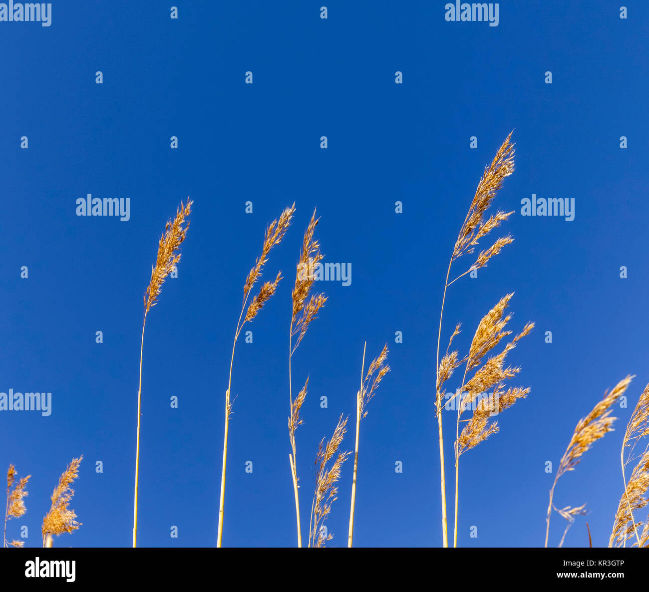 reed grass in backwater under blue sky Stock Photo - Alamy