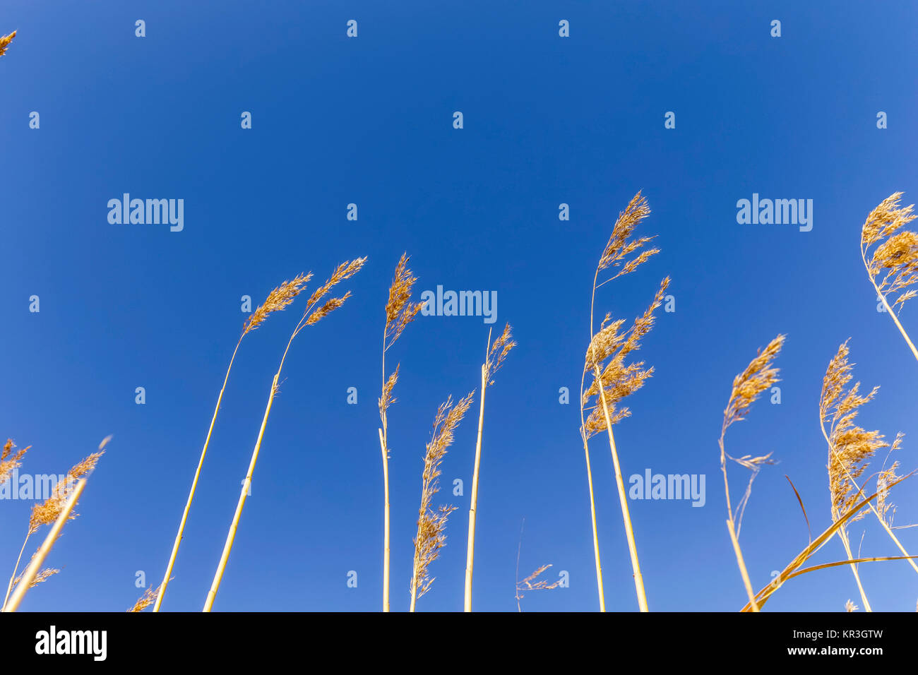 reed grass in backwater under blue sky Stock Photo - Alamy