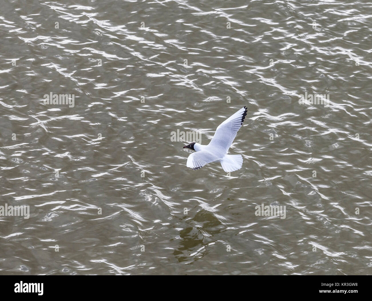 seagull at the coast flying and swimming in the baltic sea Stock Photo ...