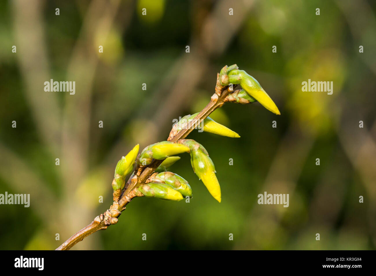 green bud of tree in detail grows in spring Stock Photo - Alamy