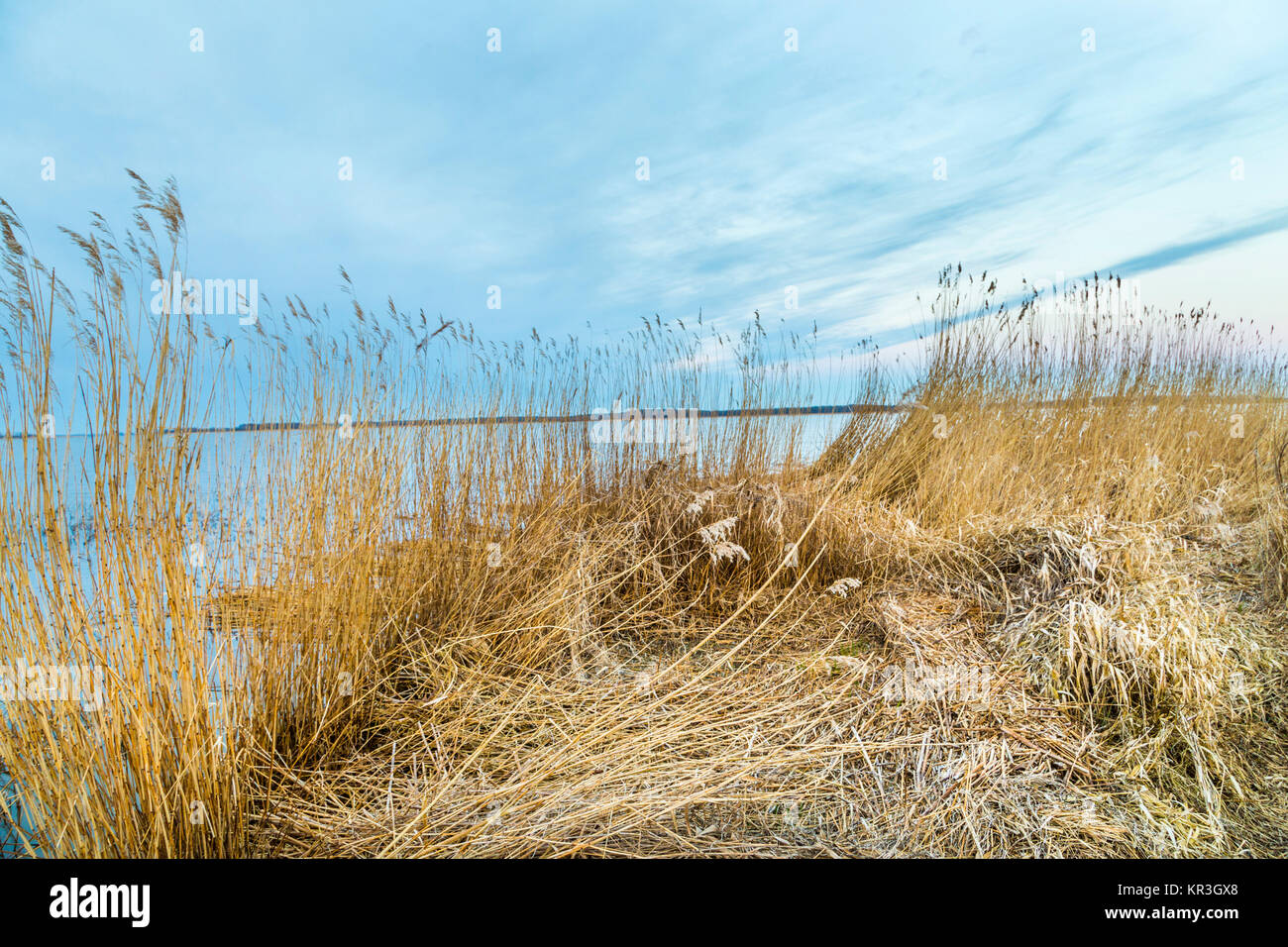backwater landscape at the island of Usedom with reed grass at the ...