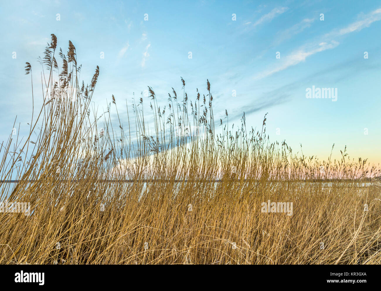 backwater landscape at the island of Usedom with reed grass at the ...