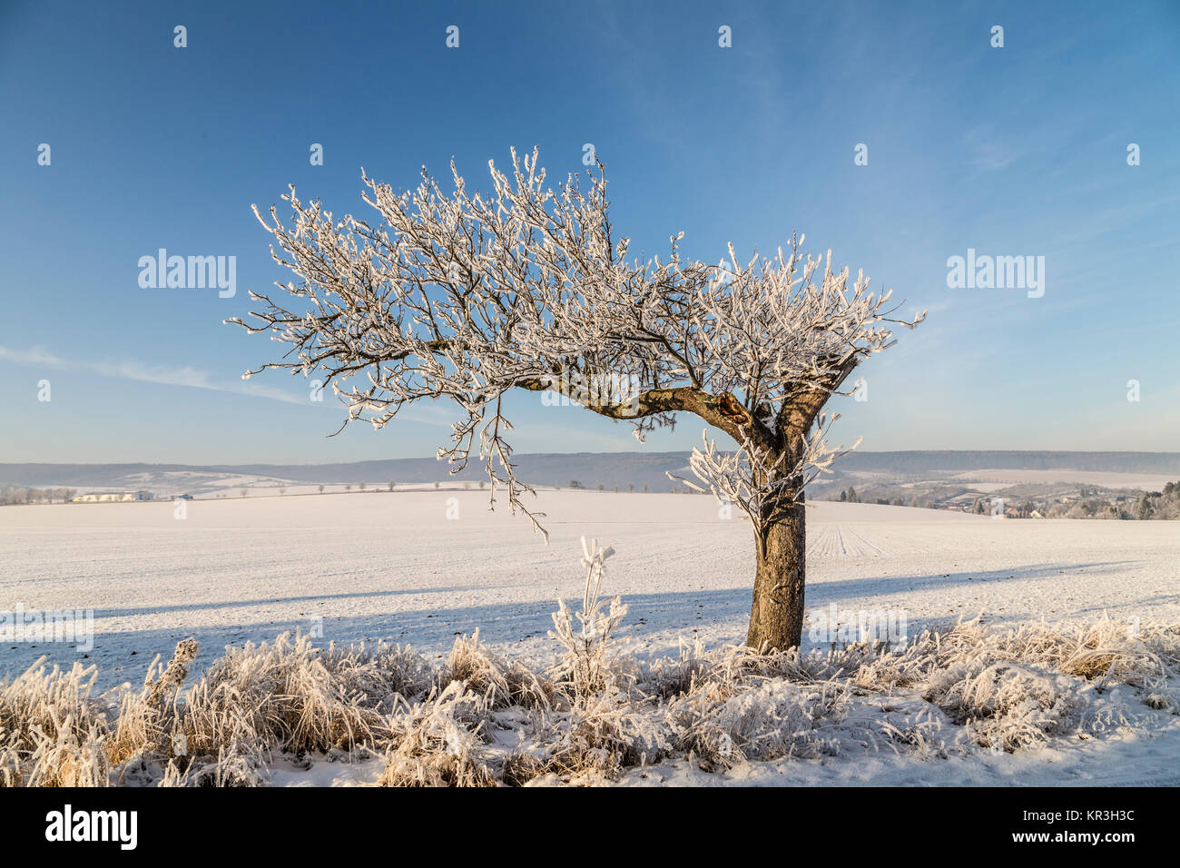 white icy trees in harmonic snow covered landscape Stock Photo - Alamy