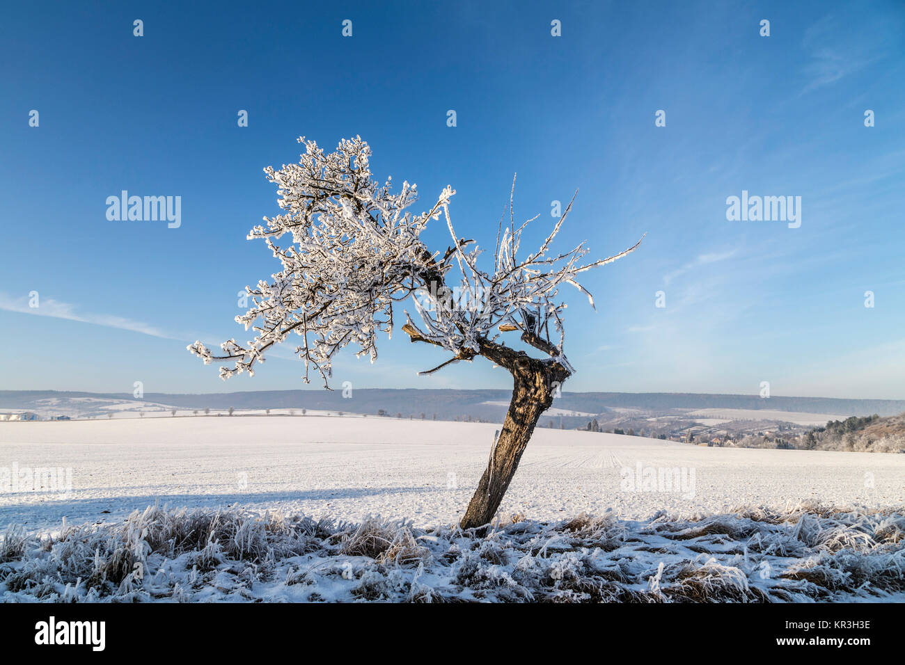 white icy trees in harmonic snow covered landscape Stock Photo - Alamy