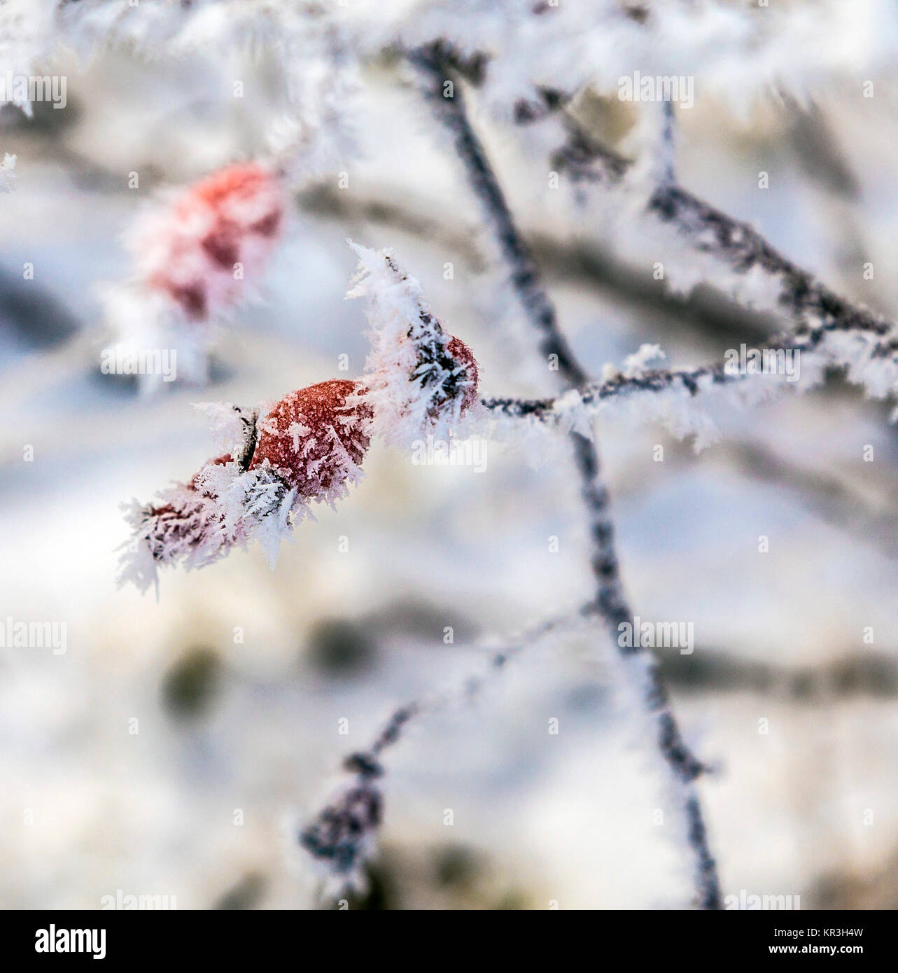 rose hips in detail in winter Stock Photo - Alamy