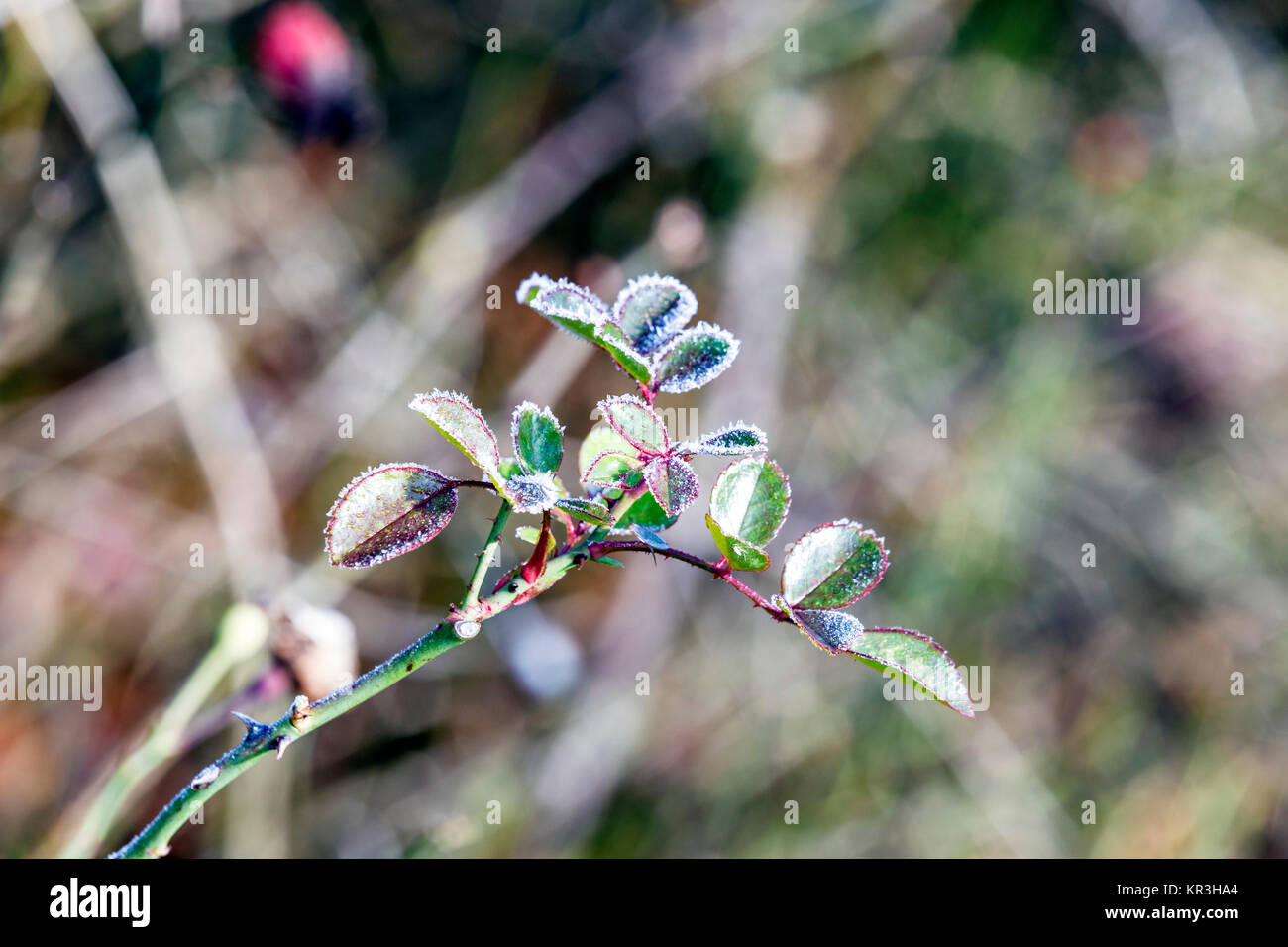 icy rose flower plant in winter with ice Stock Photo - Alamy