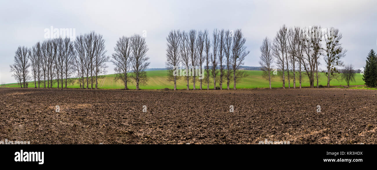 Leaveless Tree High Resolution Stock Photography and Images - Alamy