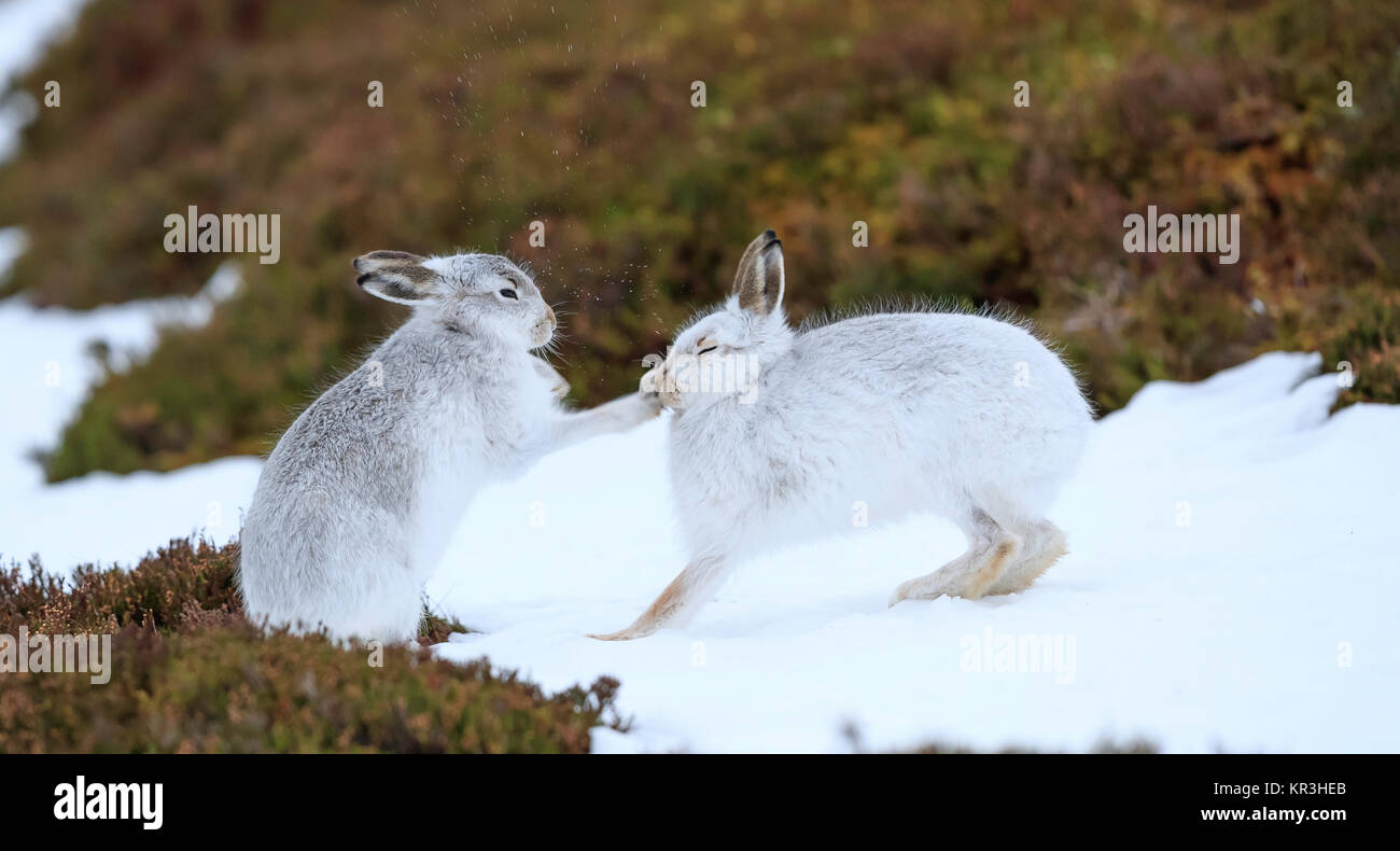 Boxing bunnies hi-res stock photography and images - Alamy