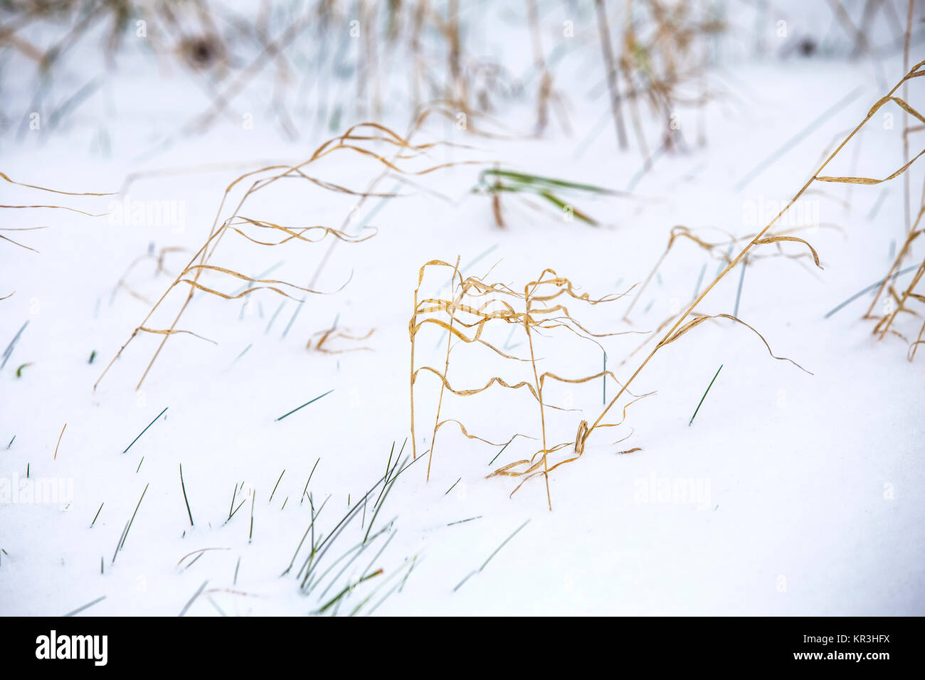 detail of reed grass in winter landscape Stock Photo - Alamy