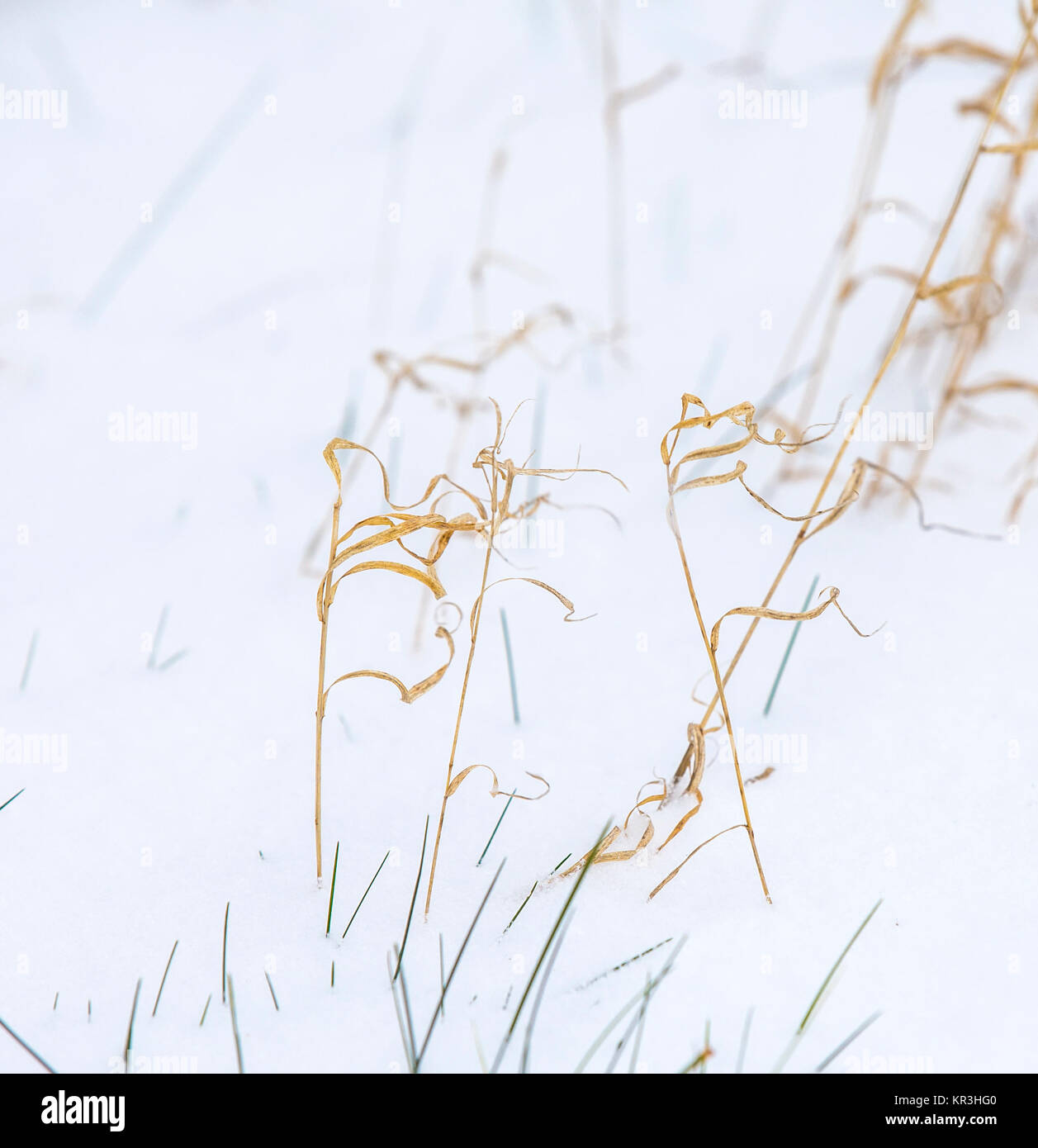 detail of reed grass in winter landscape Stock Photo - Alamy