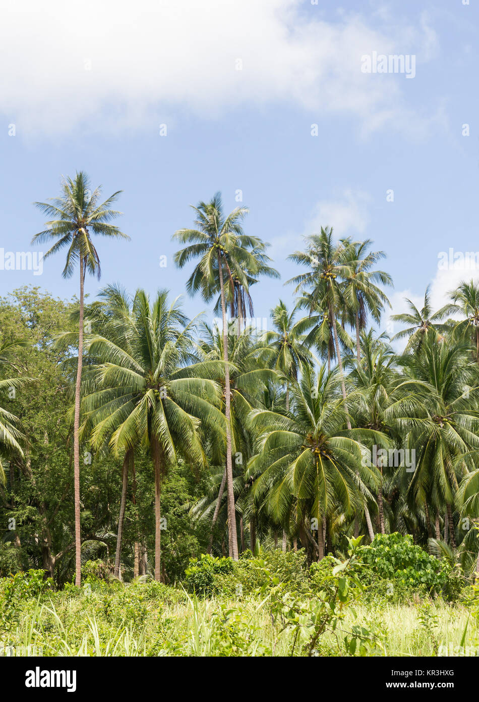 Coconut palm trees Stock Photo - Alamy
