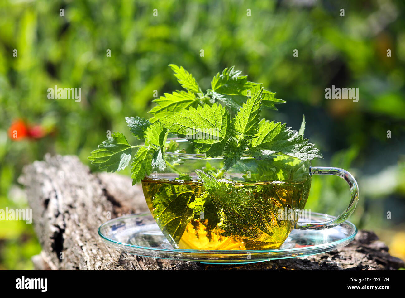Pure nettle tea hi-res stock photography and images - Alamy
