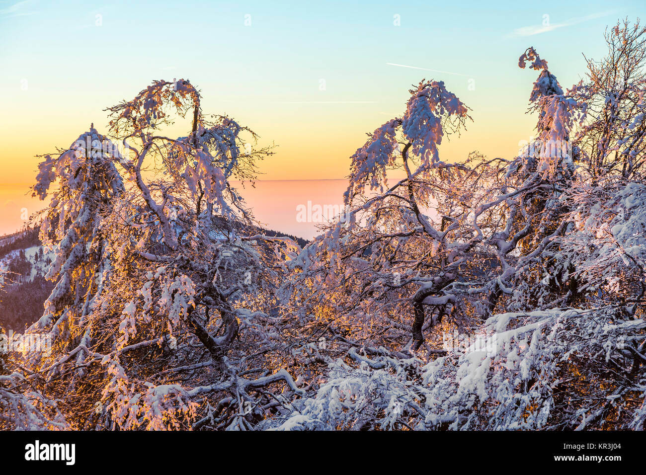 sunrise under the winter calm mountain landscape with beautiful fir ...