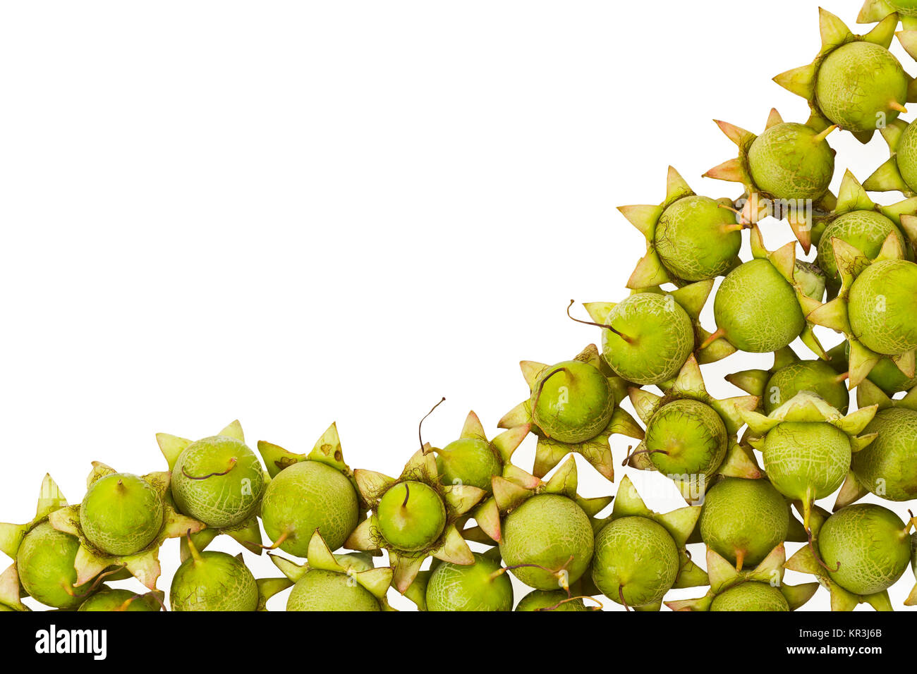 Fruits of plant Stock Photo - Alamy