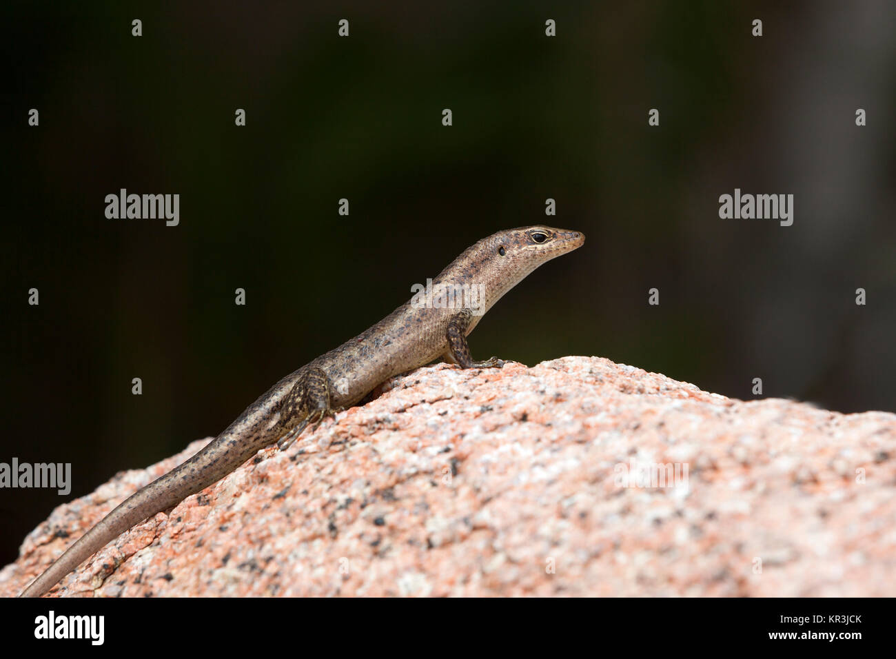 Lizard sunbathing at a rock Stock Photo - Alamy